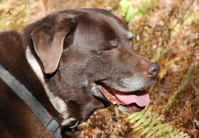 My Lab: Bosco - Just Labs Magazine