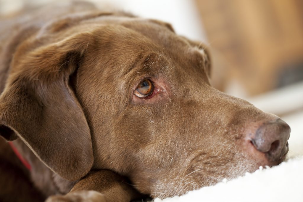Easing Your Dog's Arthritis Pain - Just Labs Magazine