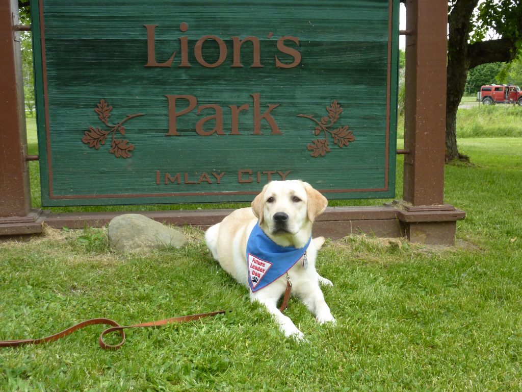 Where Are They Now? Raising Some Future Leader Dogs - Just Labs Magazine