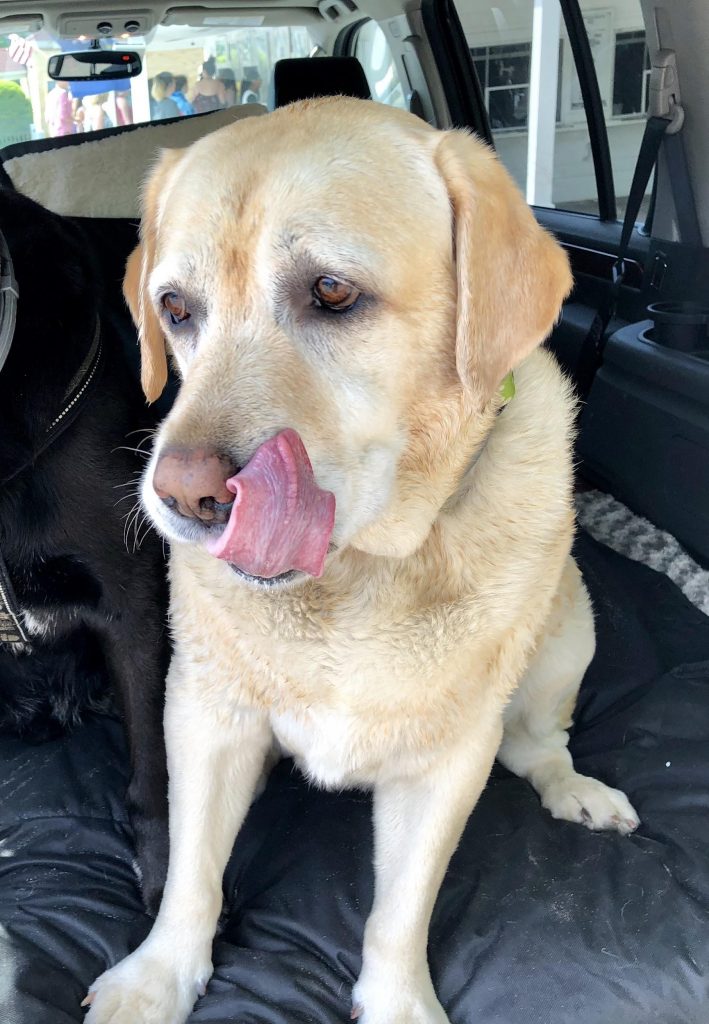 Do you have a fat Lab? - Just Labs Magazine