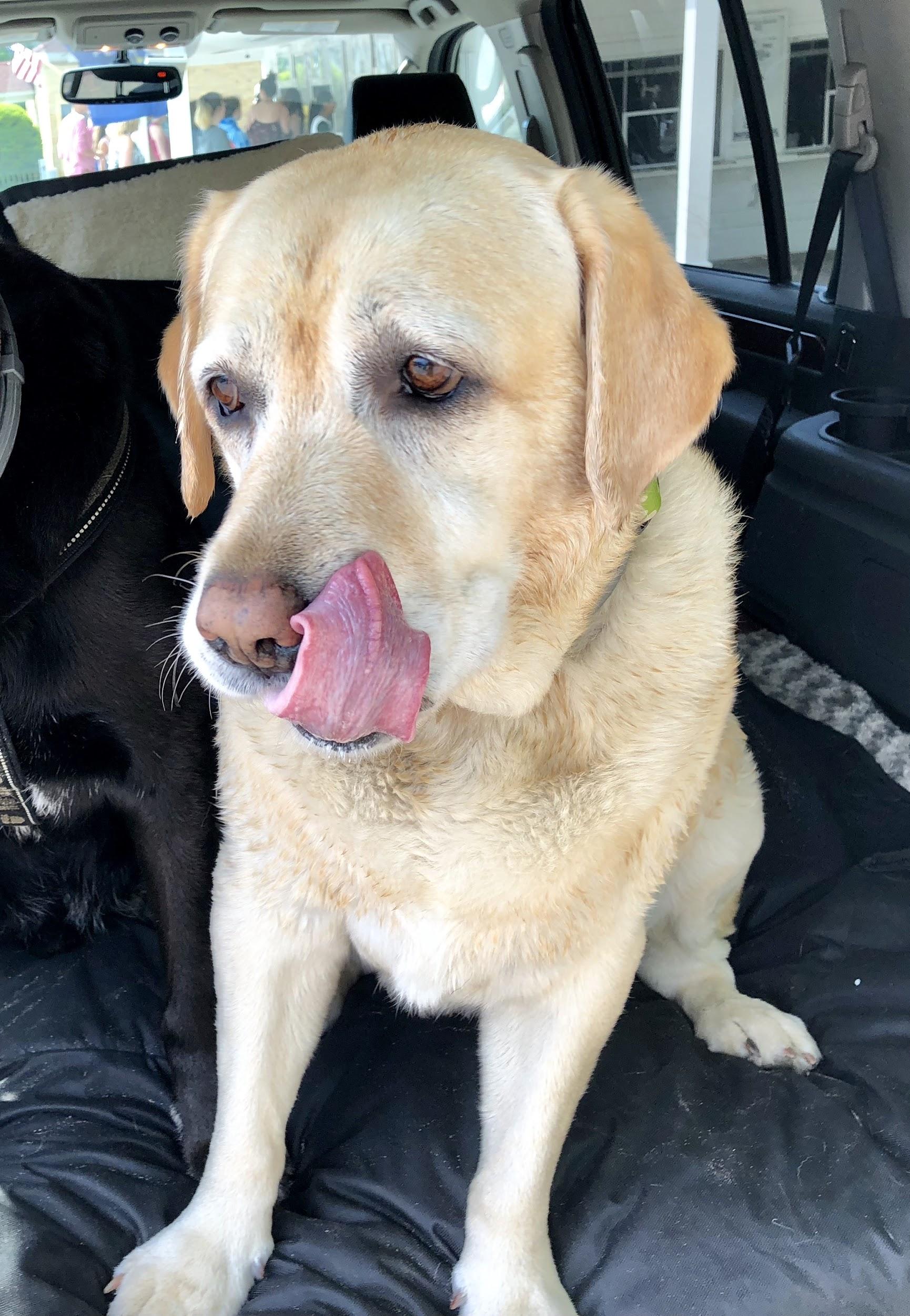 Do you have a fat Lab? - Just Labs Magazine