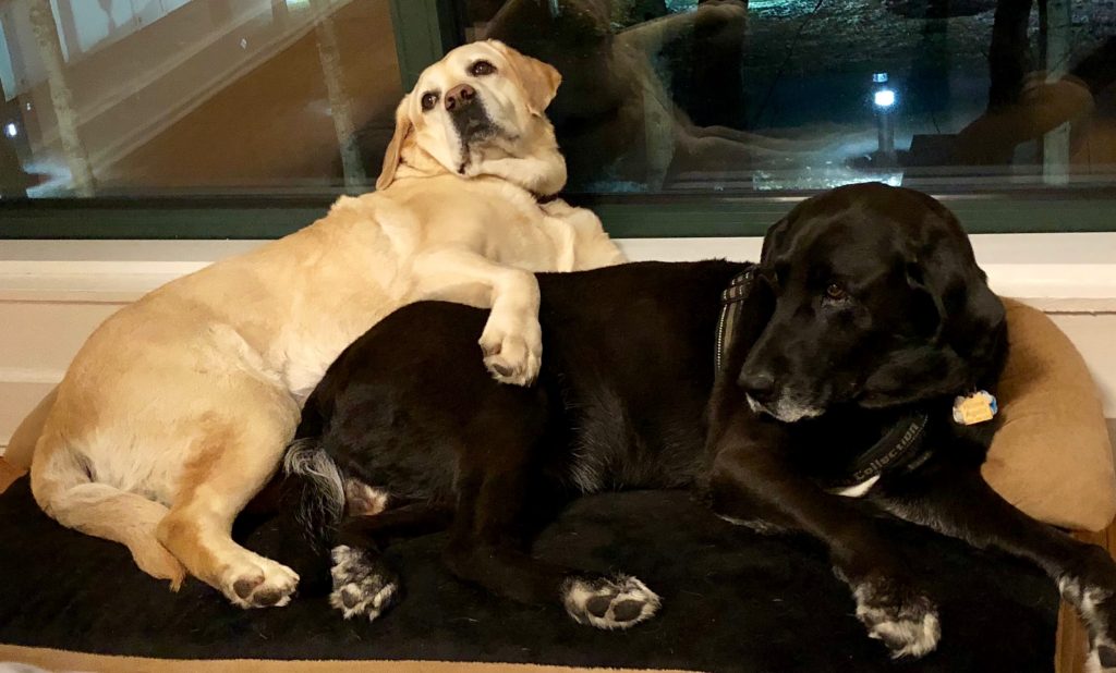 Do you have a fat Lab? - Just Labs Magazine