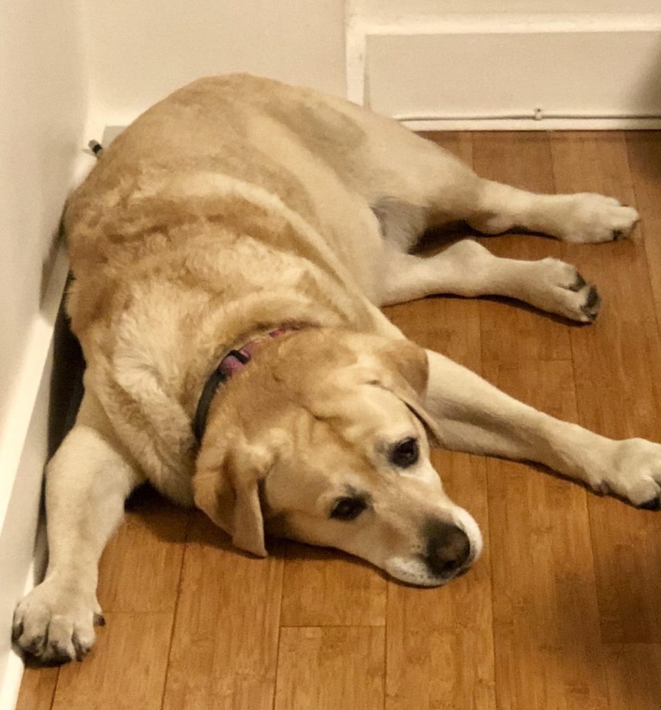 Do you have a fat Lab? - Just Labs Magazine