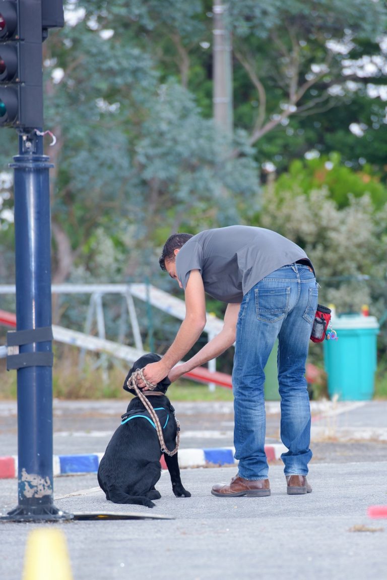 School Days - Just Labs Magazine