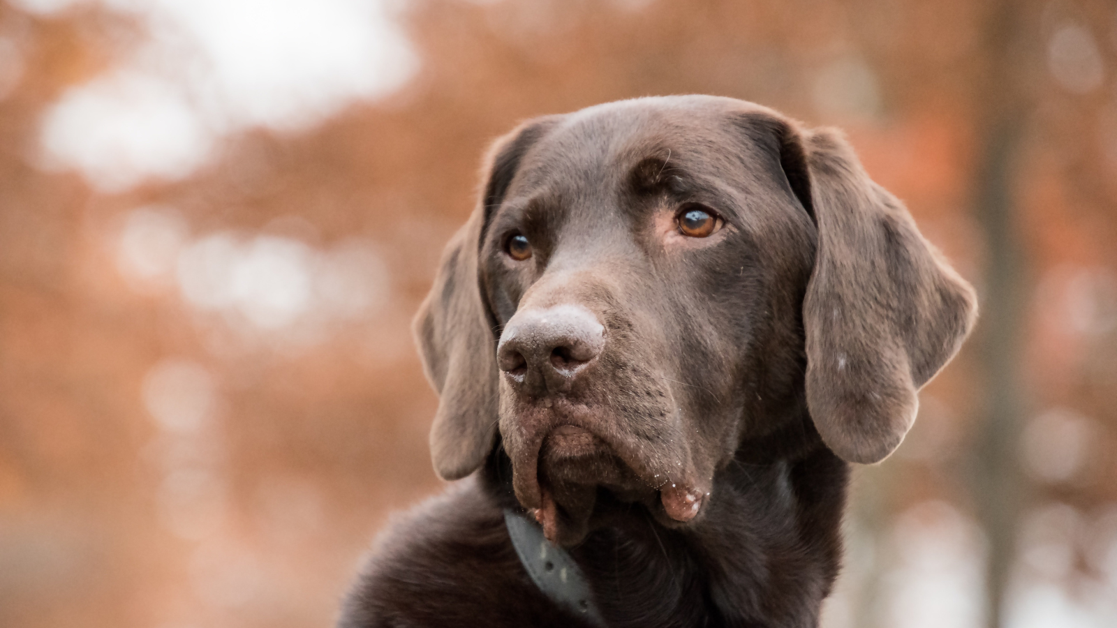 What's That? Summer is the time for proper ear care. - Just Labs Magazine