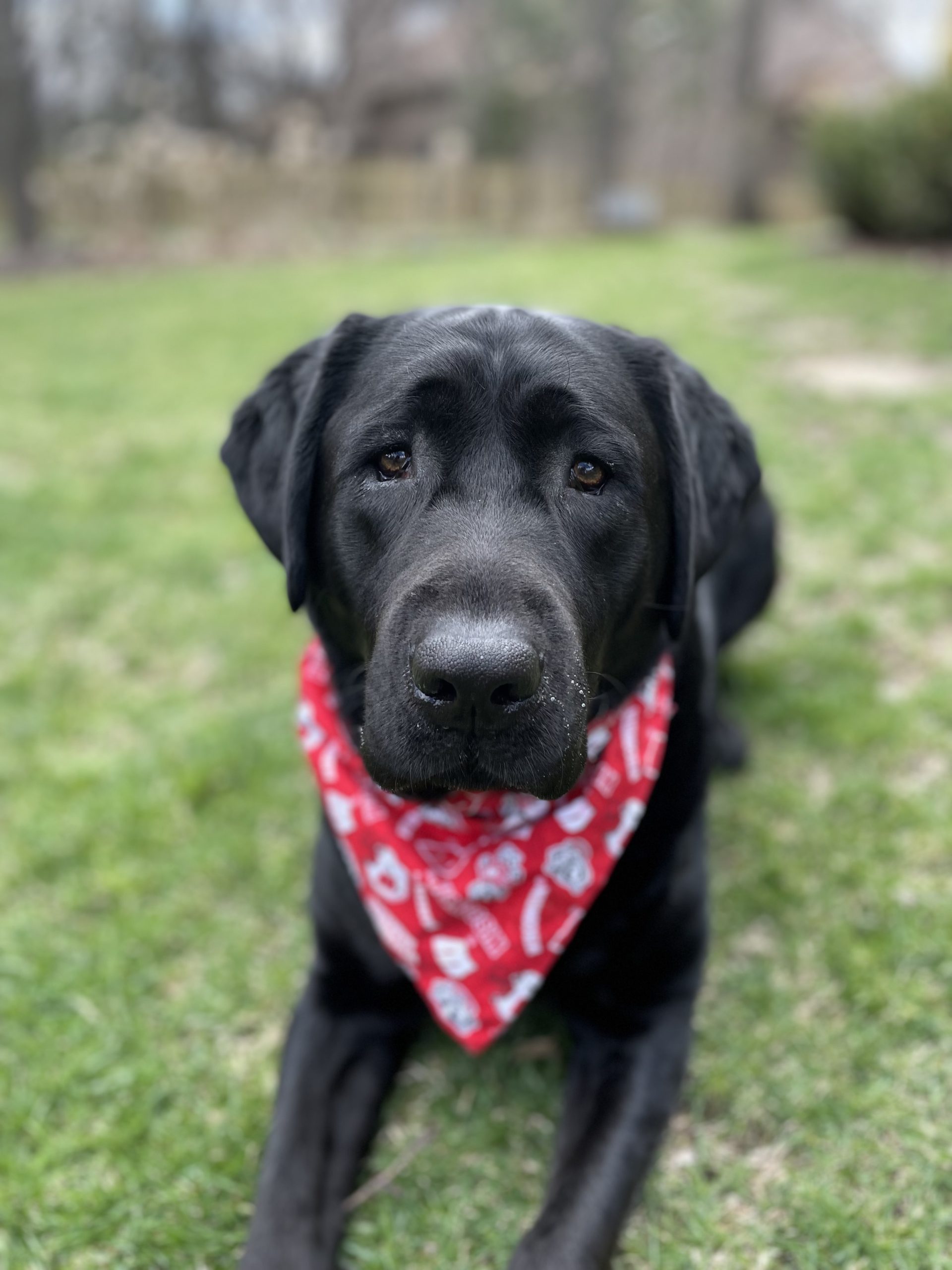 Blood-Donor Dogs - Just Labs Magazine