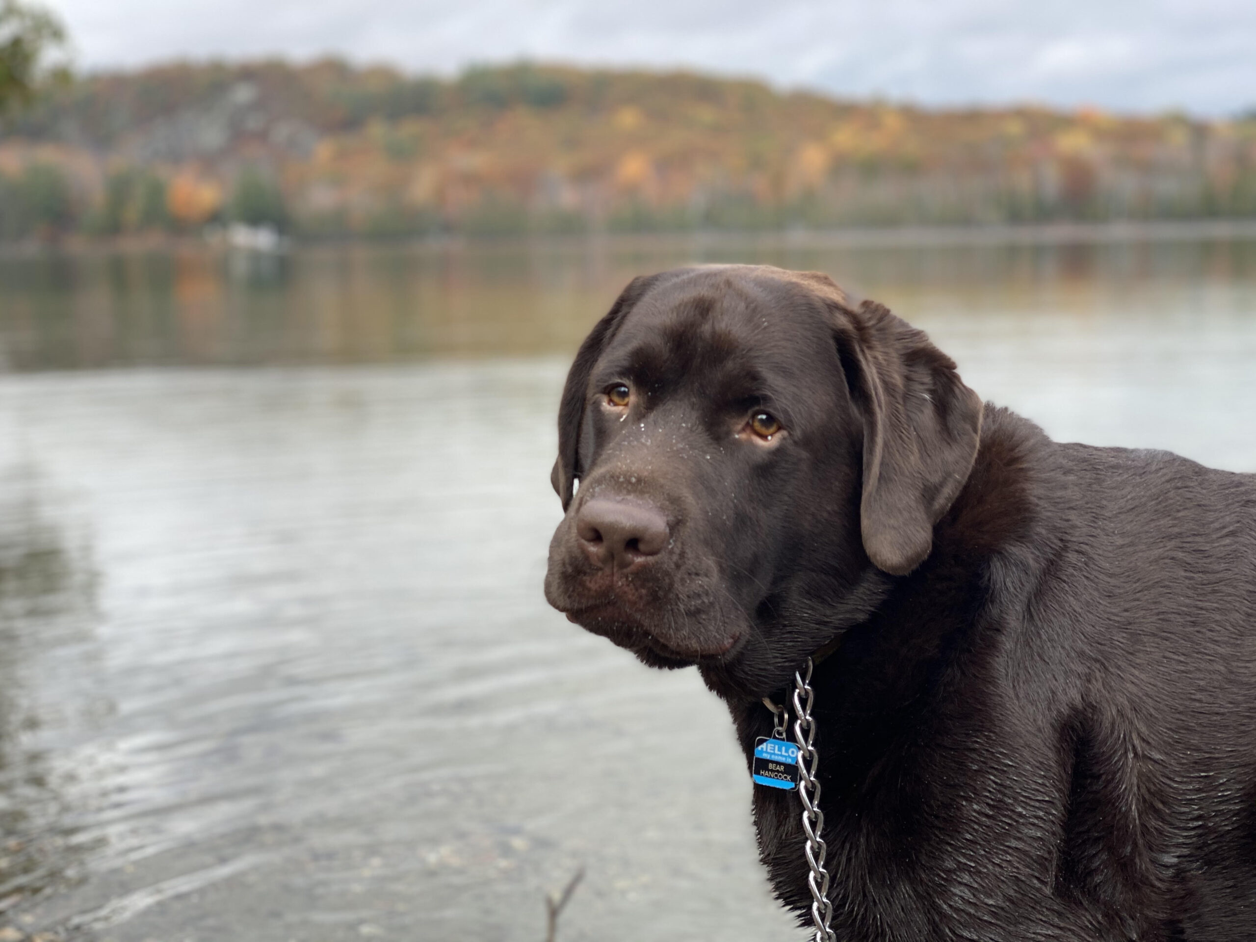Mending a Broken Heart - Just Labs Magazine