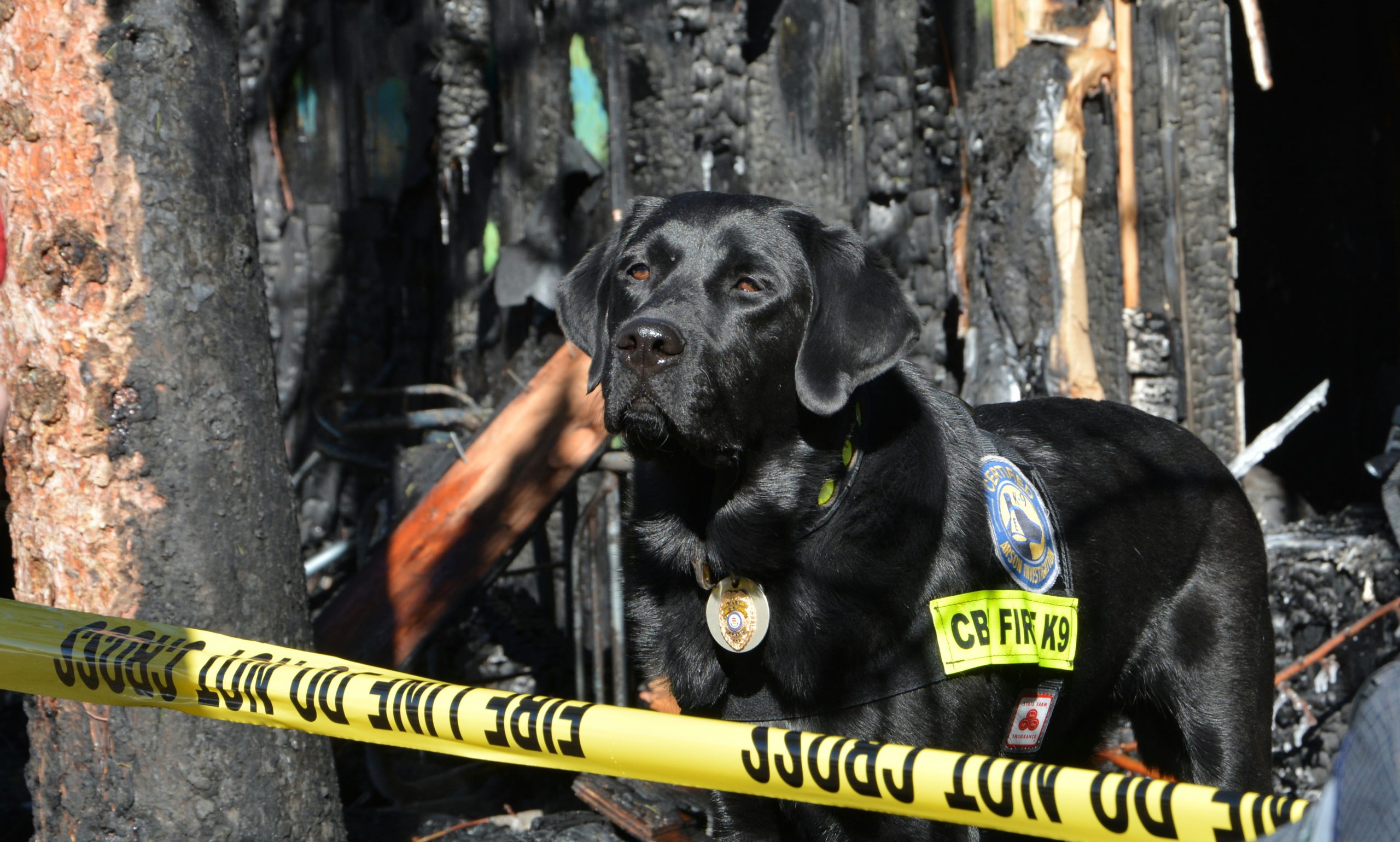 In Their Debt: Fire Dog Jo Jo - Just Labs Magazine